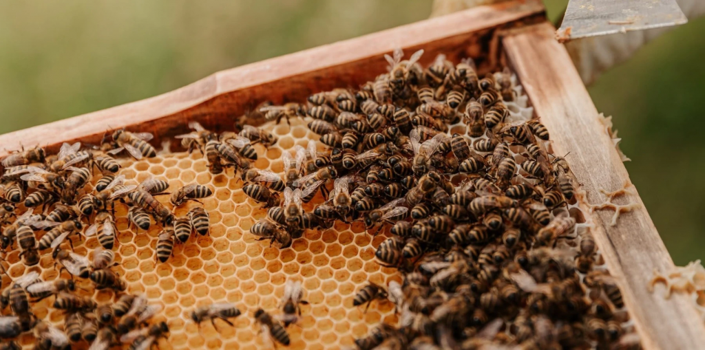 Why is Sound Therapy helping the Bees? - Sound Therapy International
