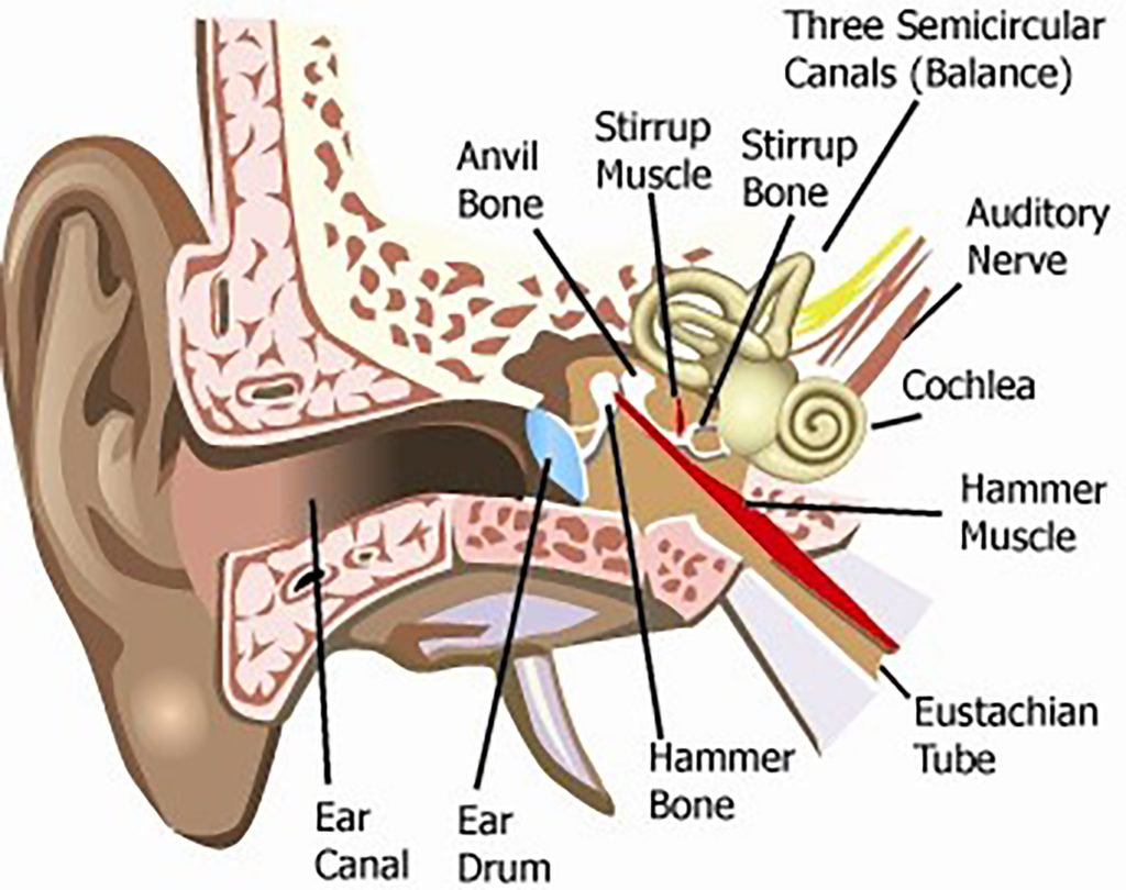 ear diagram with labels - Sound Therapy International