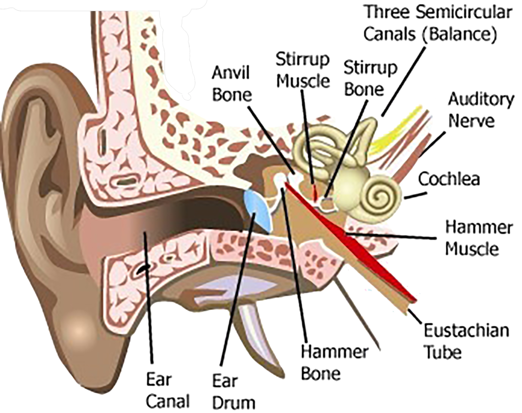 IEv6 Condition Article-blocked ear - Sound Therapy International