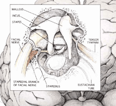 Middle ear muscles - US Version | Sound Therapy